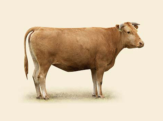 The Charm of Hanwoo | What's k-beef? | Hanwoo Beef Export Promotion Portal